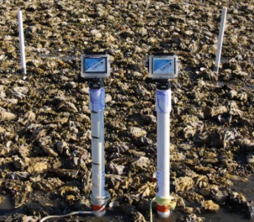 Video Shows How Marine Life Interacts With Shellfish Farms