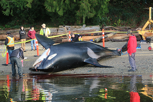 New Necropsy Study Shows Whats Killing Orcas; Conservation Group Plans ...