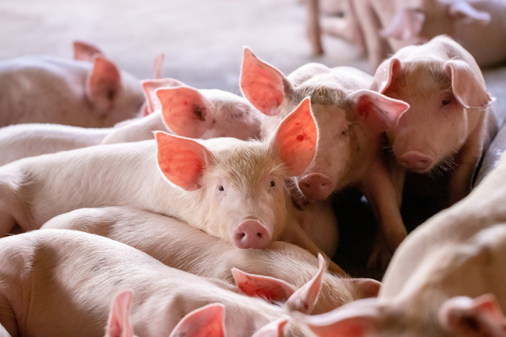 NAMI Hosts Prop 12 Webinar With California Department of Food and ...