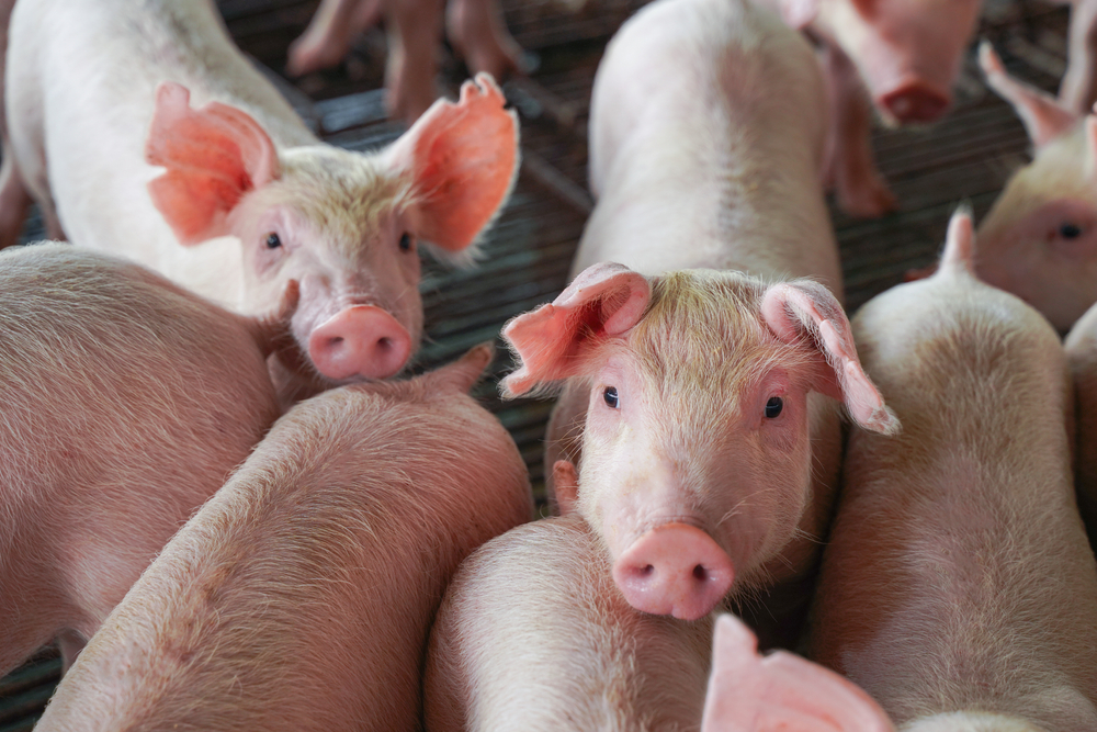 Lean Hog Futures Boosted by Deeply Oversold Signals