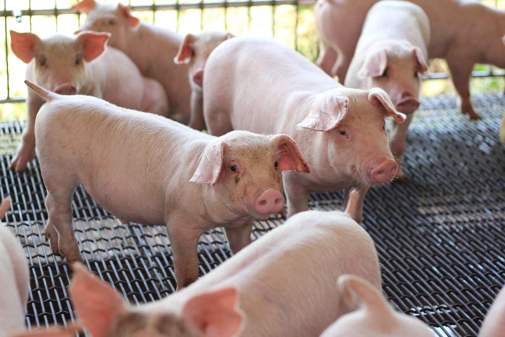 CDFA Finalizes Proposition 12 Regulations—What Lies Ahead?