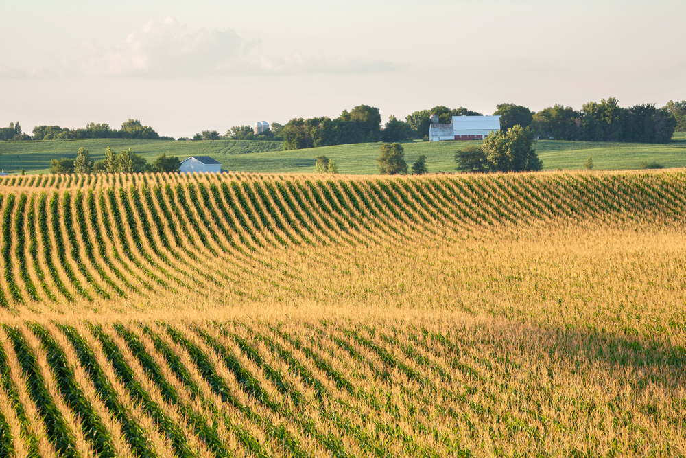 Grain Markets Rebound from Weather-Related Sell-Off Late Last Week