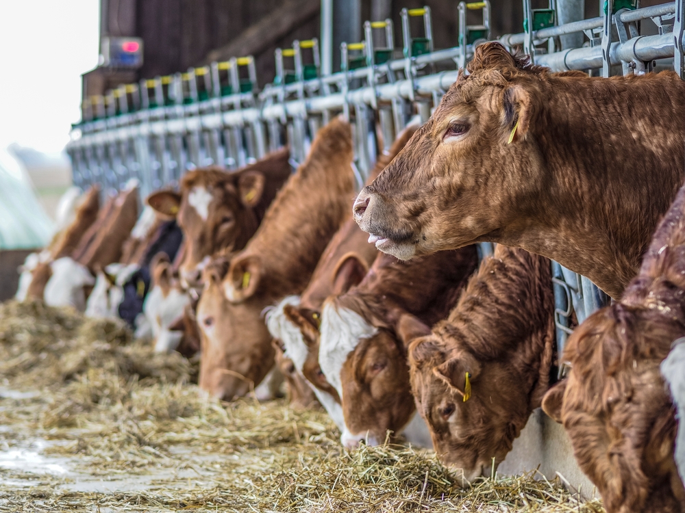Cattle Complex Slips at Midweek While Hogs Rally on Firmer Cash