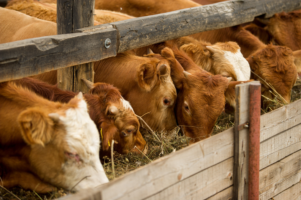 Live Cattle and Feeder Futures Snap Streak of Higher Closes