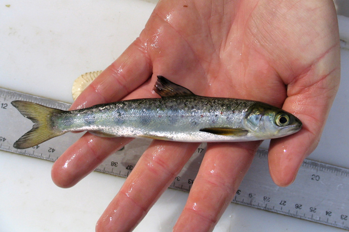 Cooke Gets Permit to Move 1 Million Smolts to Puget Sound Net Pens ...