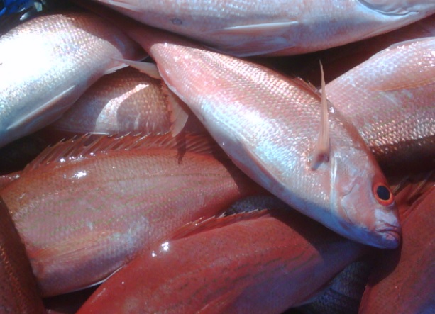 Opponents of Extended Federal Red Snapper Season Want to Know How Feds ...