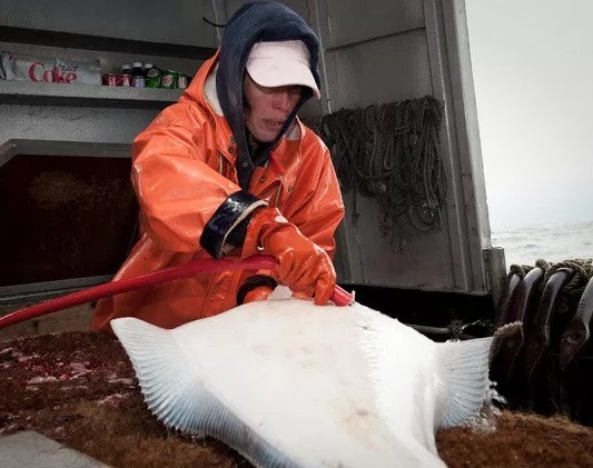 Alaska Halibut Prices Sink at the Dock As First Fresh Fish Come In
