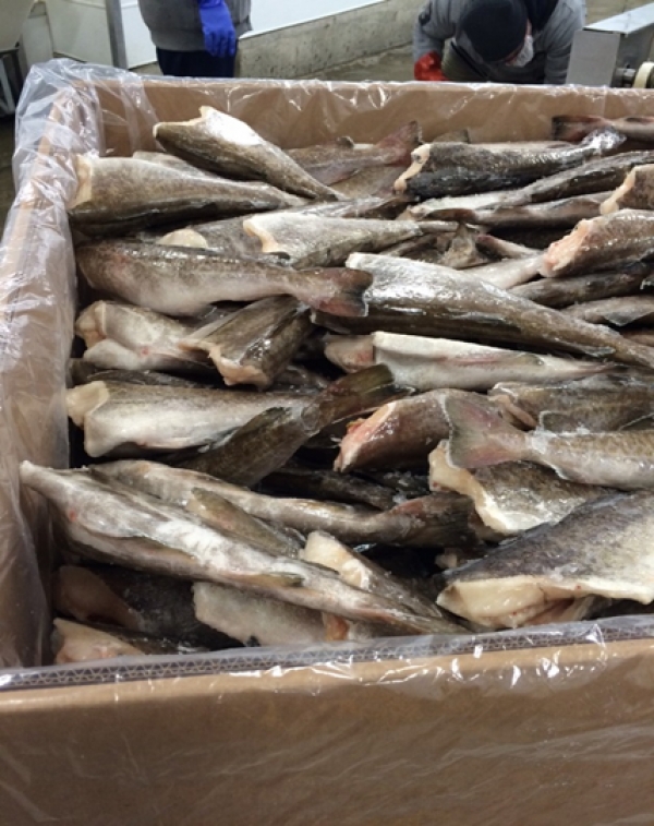 Bering Sea Pacific Cod Quota May Drop by a Third for 2018