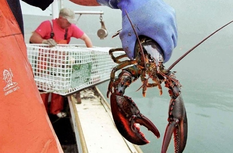 FAO Predicts Decline of North American Lobster Production in 2017, Rise ...