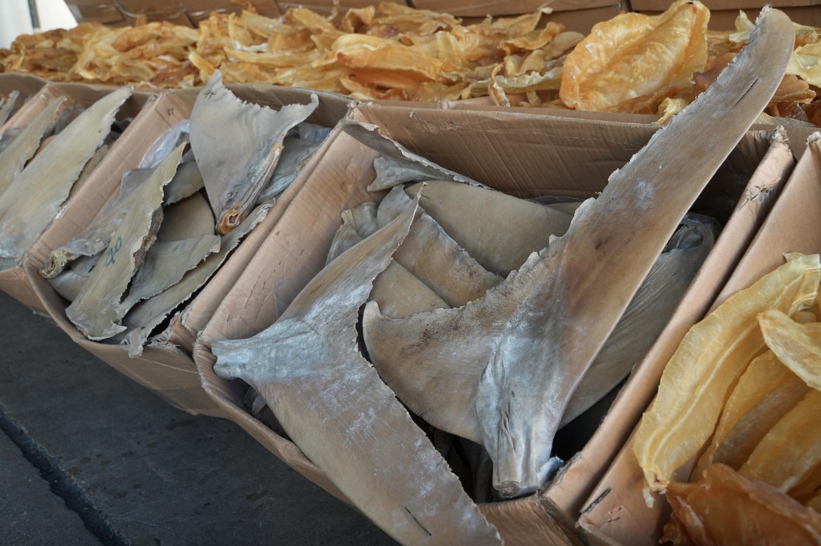 Hong Kong Customs Agents Seize Smuggled Fish Maws, Shark Fins [PHOTOS]
