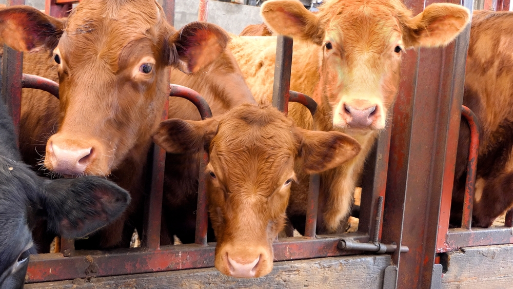 Minister Announces the Launch of the Biosecurity Targeted Advisory ...