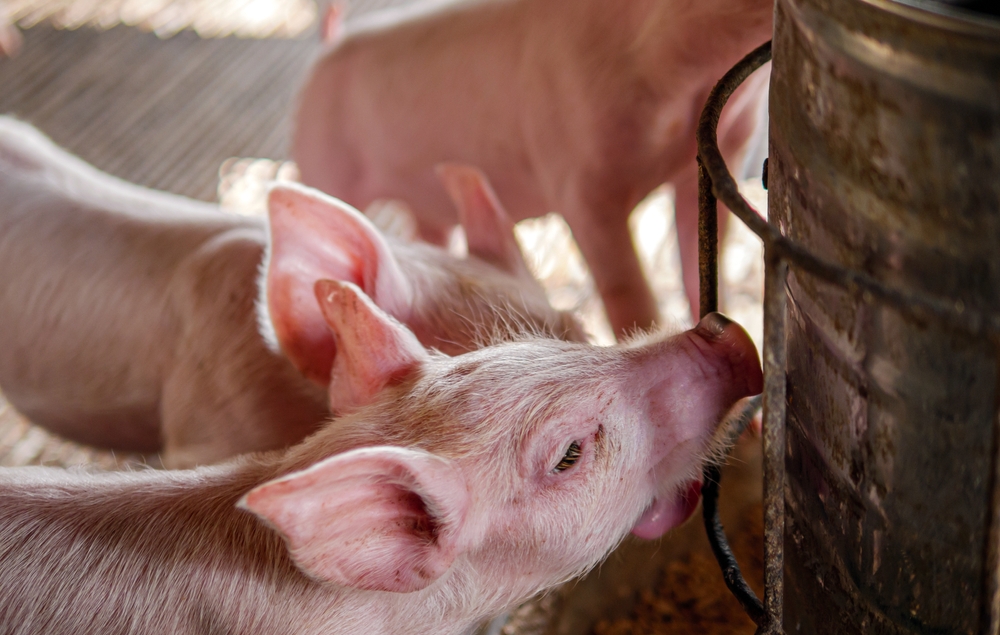 Government Ramps Up Plans to Protect Britain’s Pig Sector Against ...