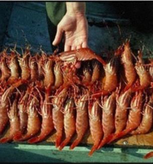 Second Period of PWS Shrimp Pot Fishery to Open Monday